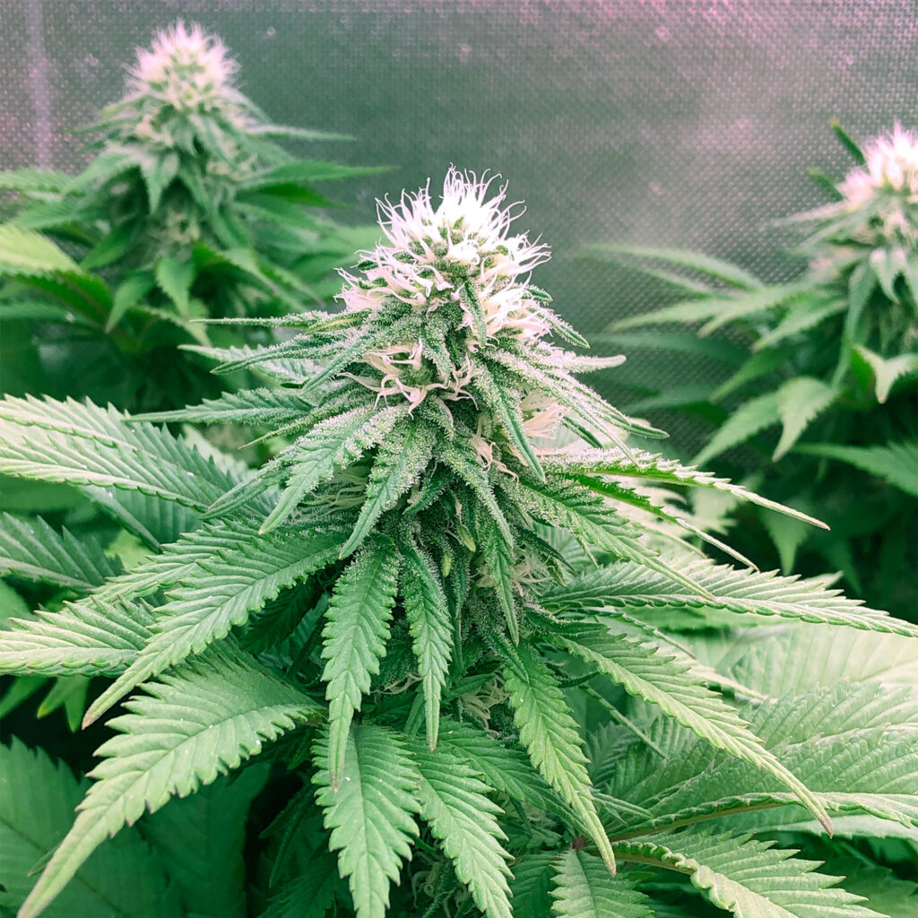 The Pathway To The Perfect Grow | GROWCASE