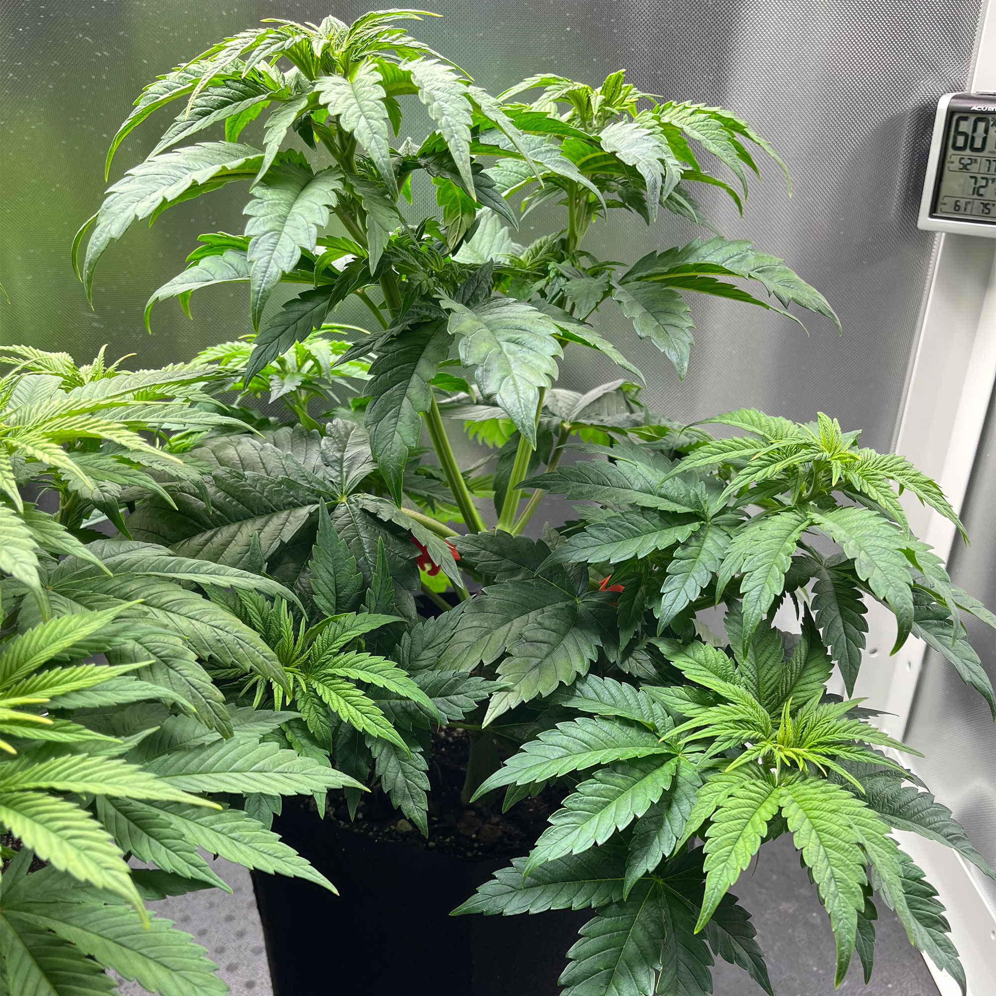 The Pathway To The Perfect Grow | GROWCASE
